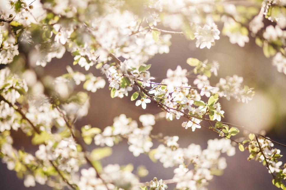 Free Stock Photo of Blooming tree branch with small white flowers in ...