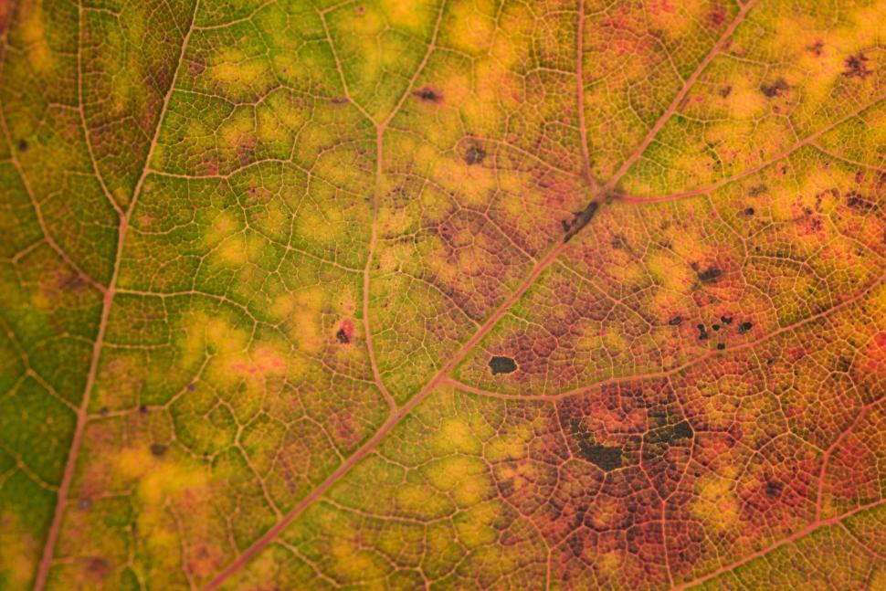 Free Stock Photo of Close-up of a colorful leaf displaying vibrant ...