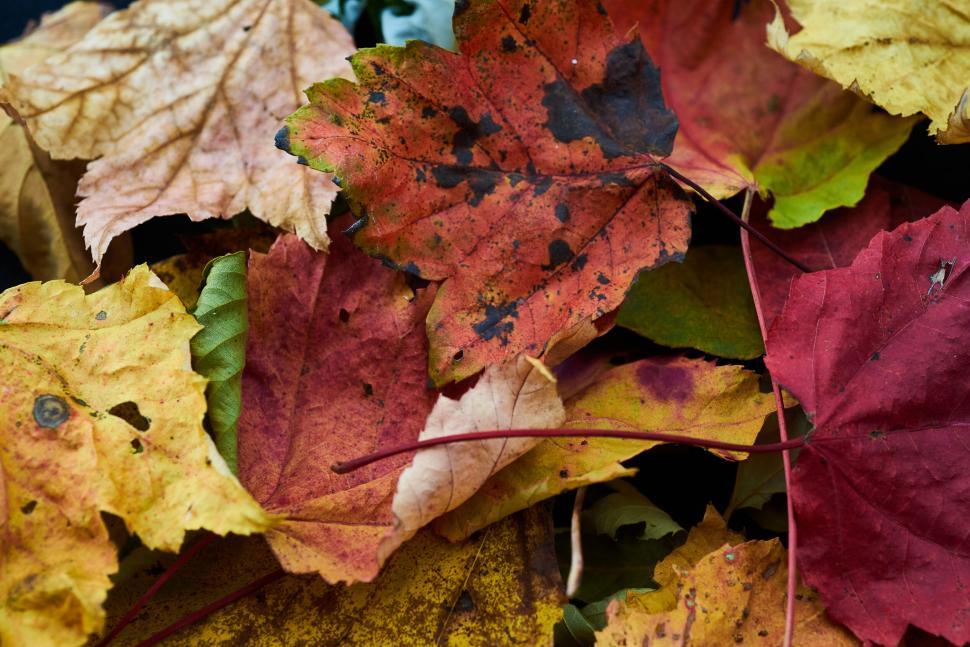 Free Stock Photo of Colorful fall leaves in a pile with autumn colors ...