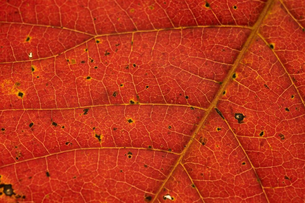Red Leaf Pattern