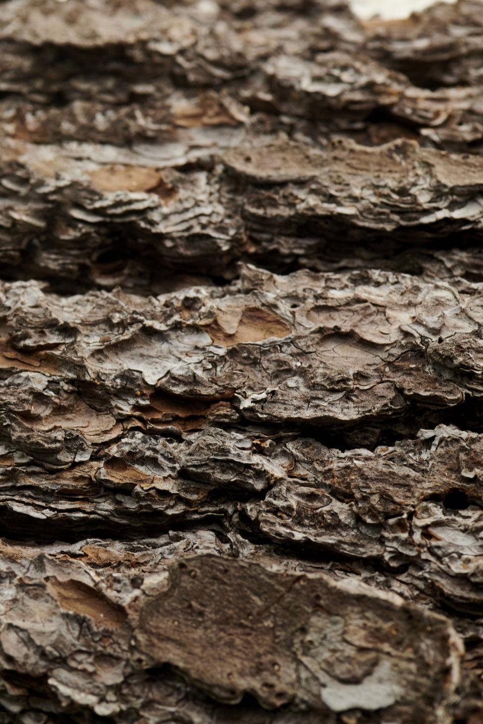 Free Stock Photo of Close-up view of tree bark with rugged texture ...
