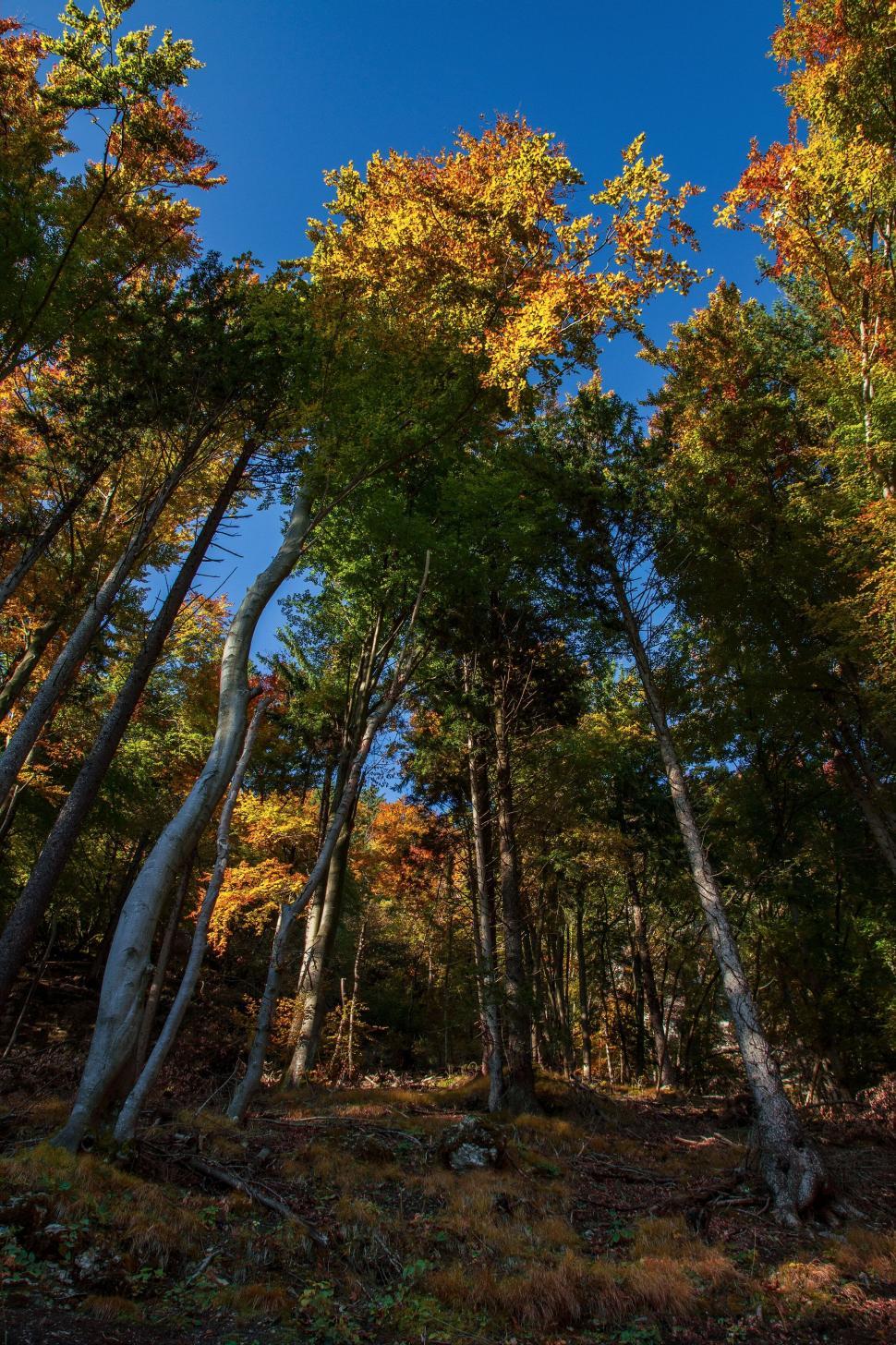 Free Stock Photo of Tall trees with colorful autumn leaves under blue ...