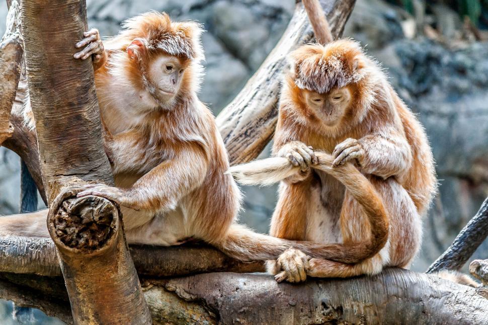 Free Stock Photo of Two monkeys seated on tree branches grooming each ...