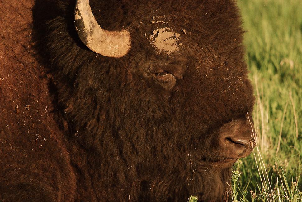 Free Stock Photo of Buffalo face | Download Free Images and Free ...