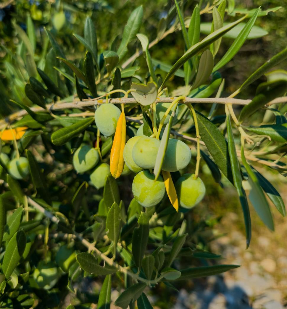 Free Stock Photo of Green olives on tree | Download Free Images and ...