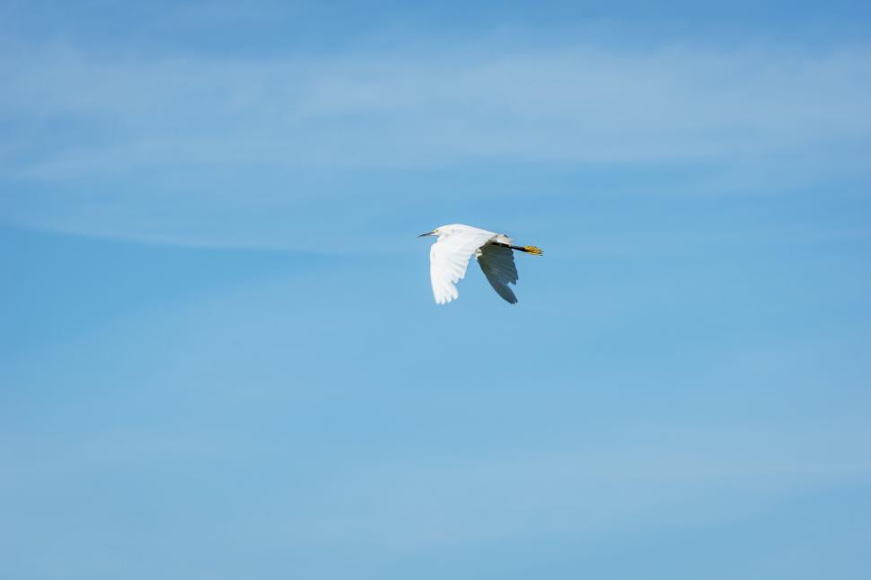 Free Stock Photo of White bird flying in clear blue sky during daytime ...