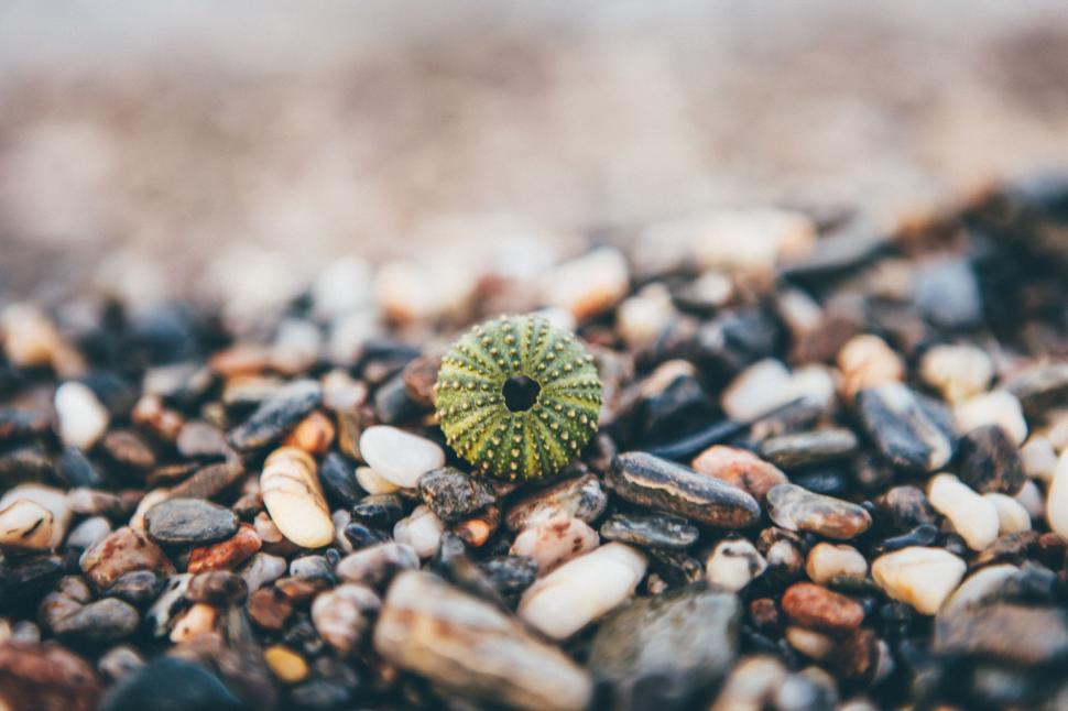 Free Stock Photo of Green sea urchin shell with pebbles on beach shore ...