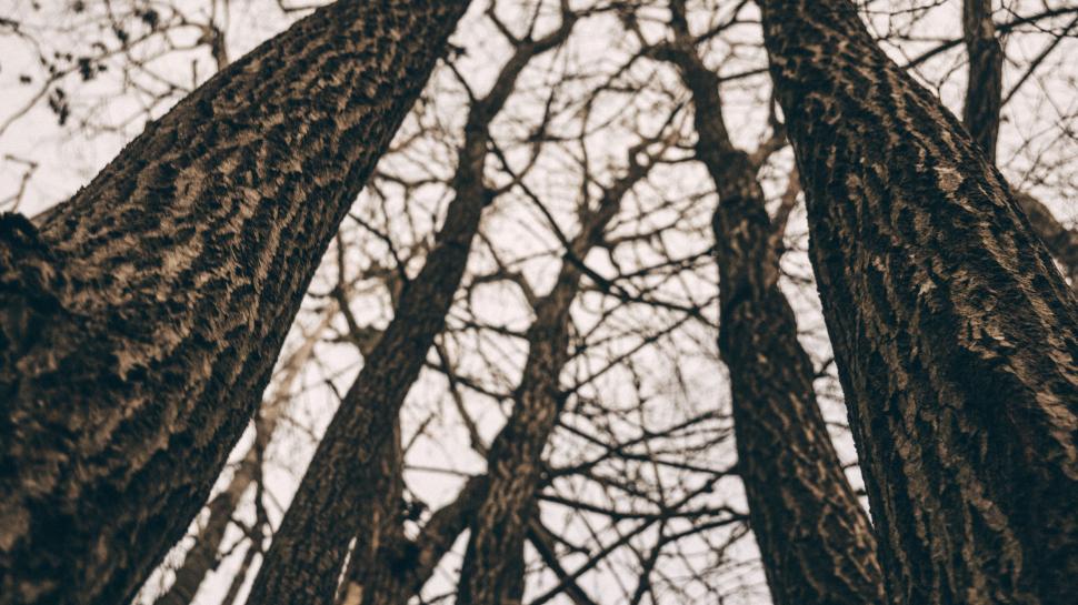 Free Stock Photo of Upward shot of tall trees with bare branches in ...