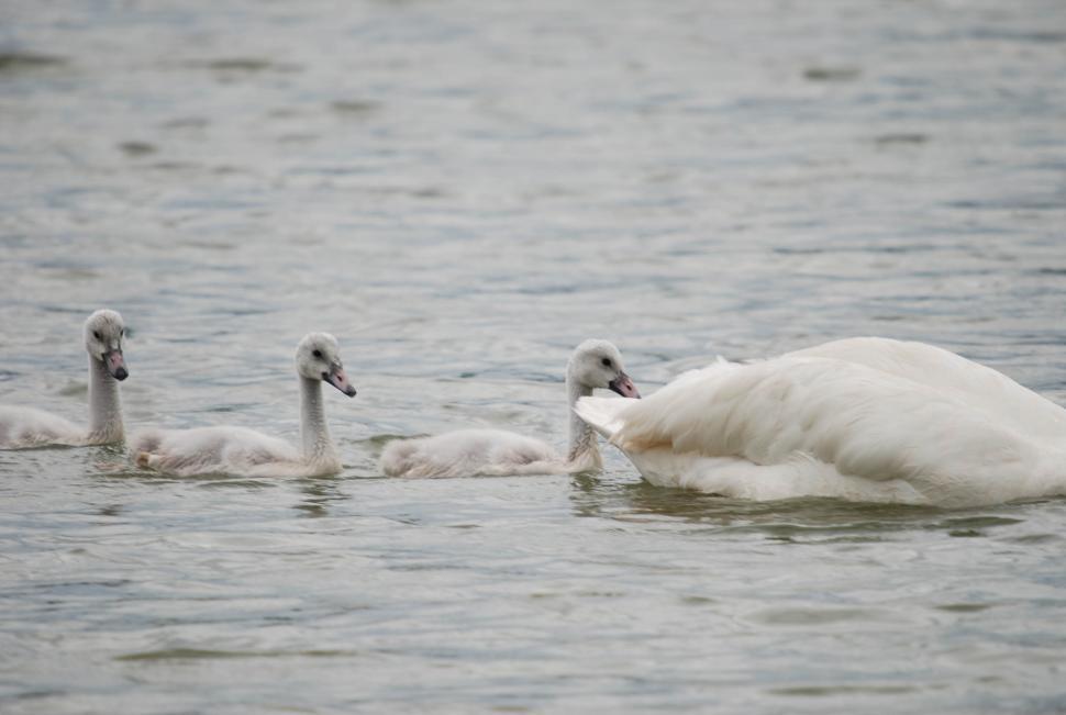 Free Stock Photo of Baby swans | Download Free Images and Free ...