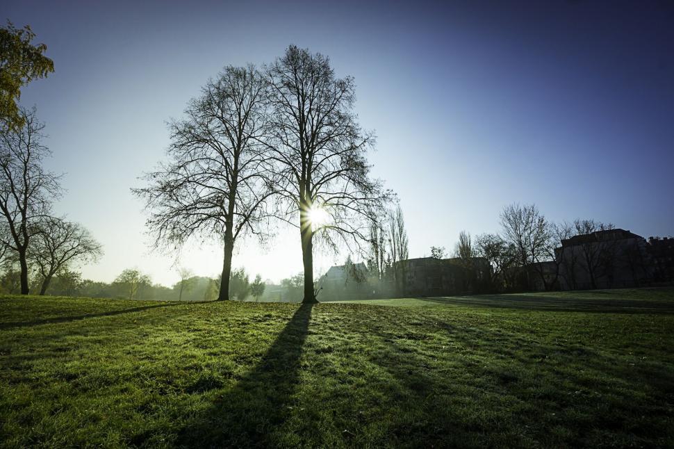 Free Stock Photo of Morning sun rays shining through trees in a green ...
