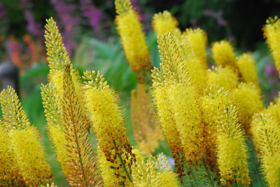Free Stock Photo of Yellow weeds | Download Free Images and Free ...