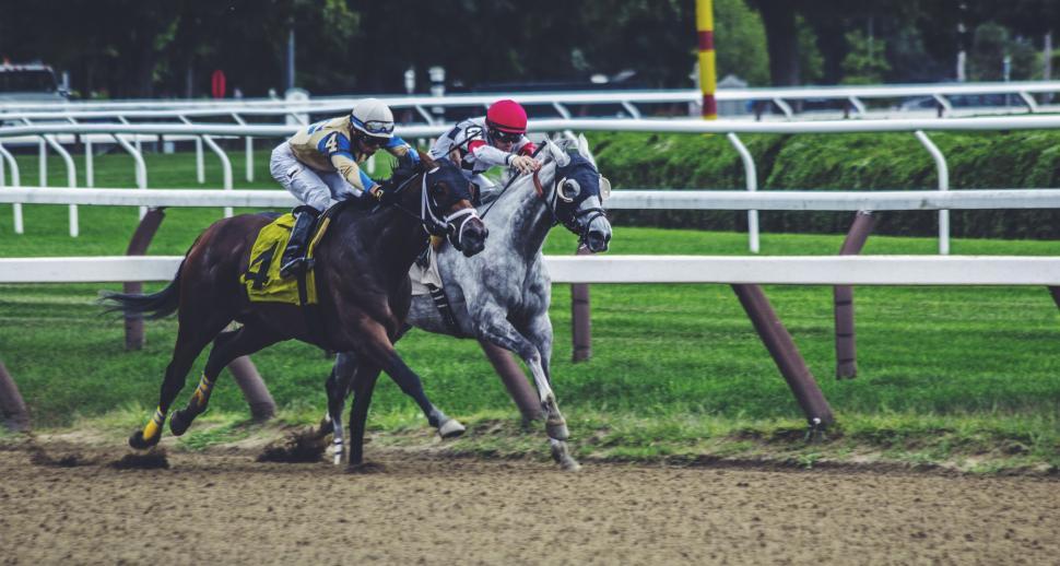 Free Stock Photo of Two racehorses competing on a racetrack outdoors ...