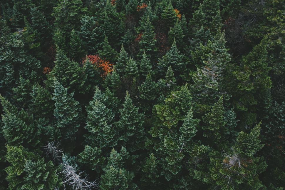 Free Stock Photo of Evergreen forest green treetops captured from above ...