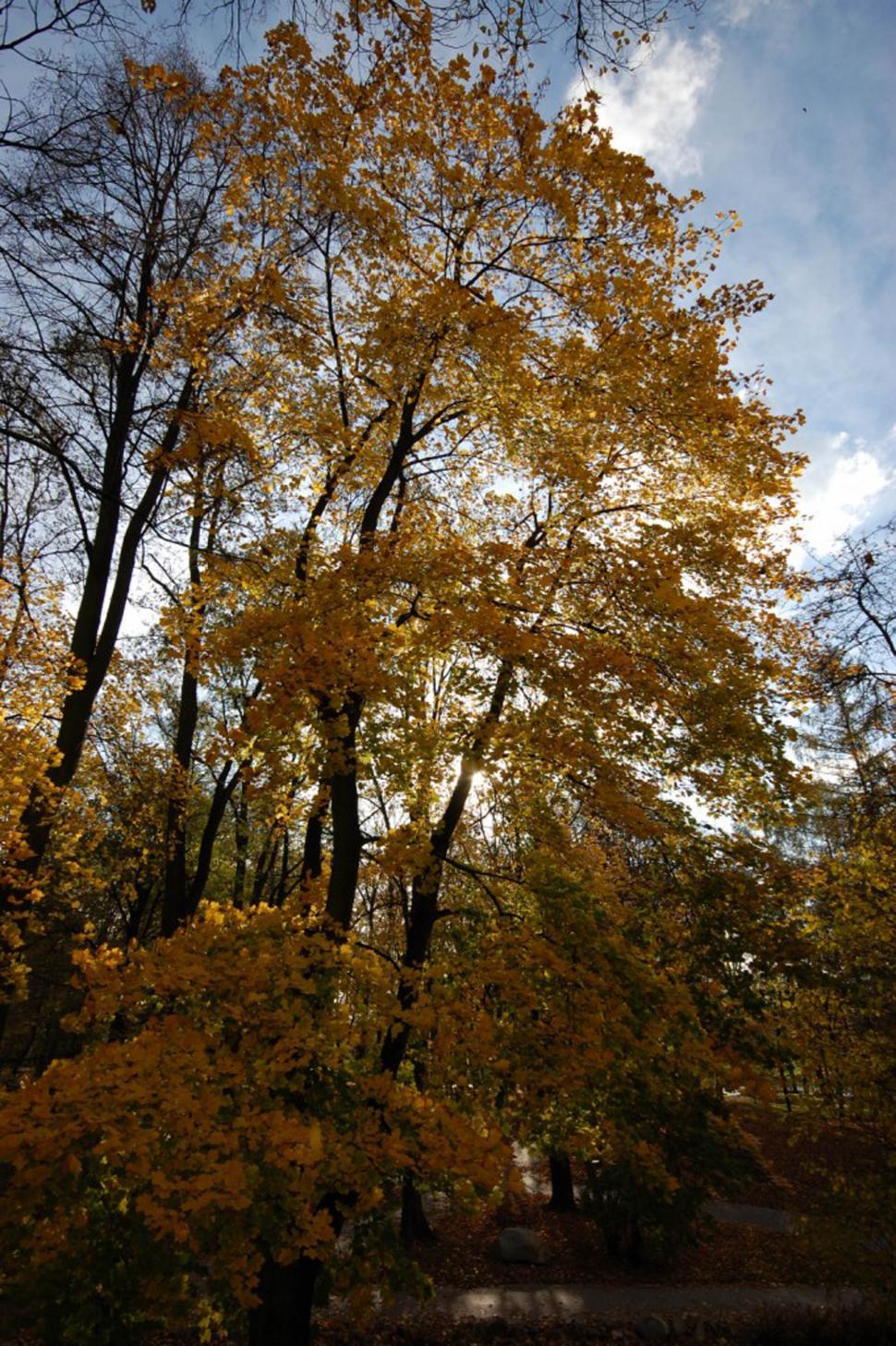 Free Stock Photo of Fall tree | Download Free Images and Free Illustrations