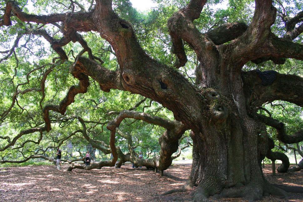 Free Stock Photo of tree oak angel south carolina massive huge ancient ...