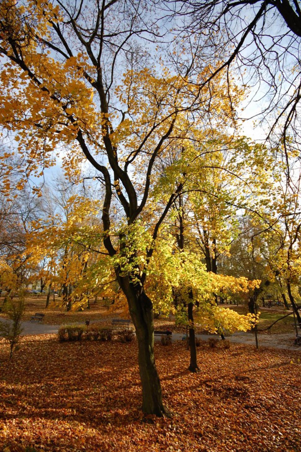 Free Stock Photo of Autumn tree | Download Free Images and Free ...