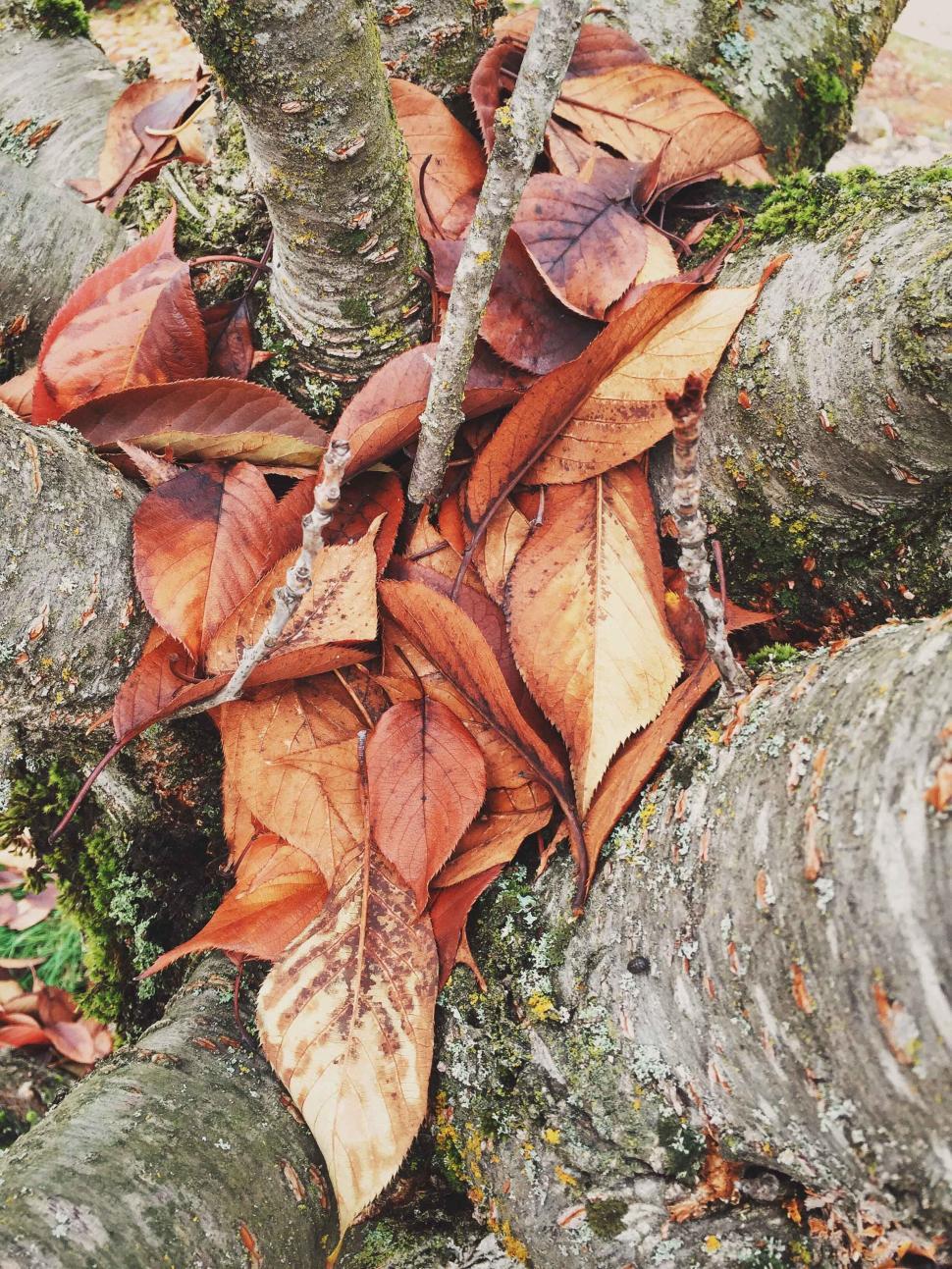 Free Stock Photo of A cluster of fallen autumn leaves on tree branches ...