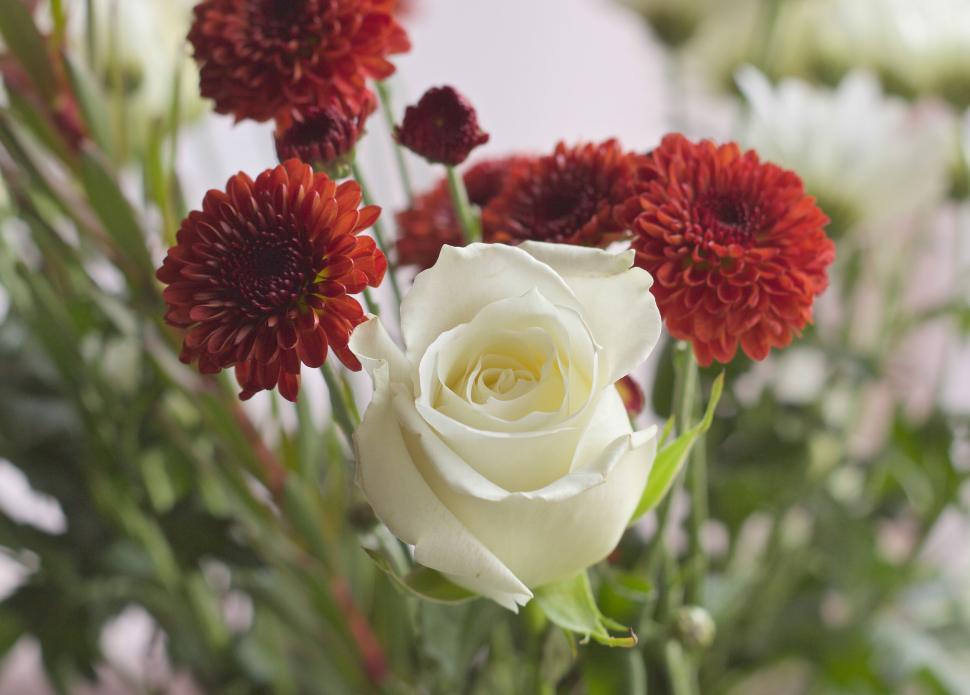 Free Stock Photo of White rose among red chrysanthemums in floral ...