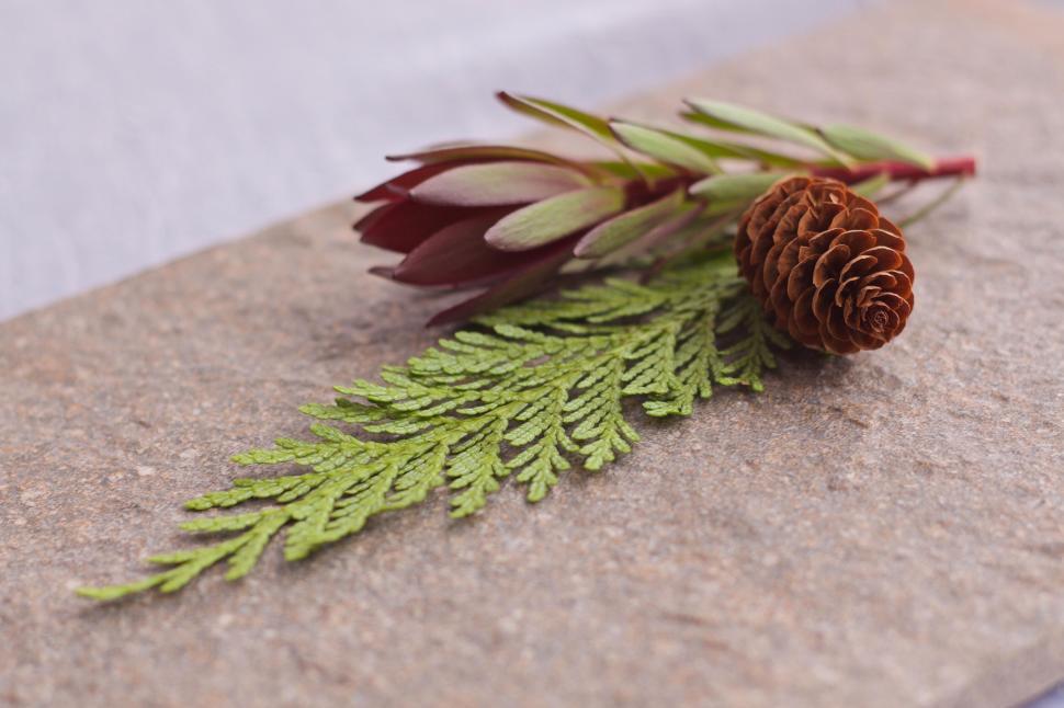 Free Stock Photo of Artfully arranged pine cone, twig, and greenery on ...