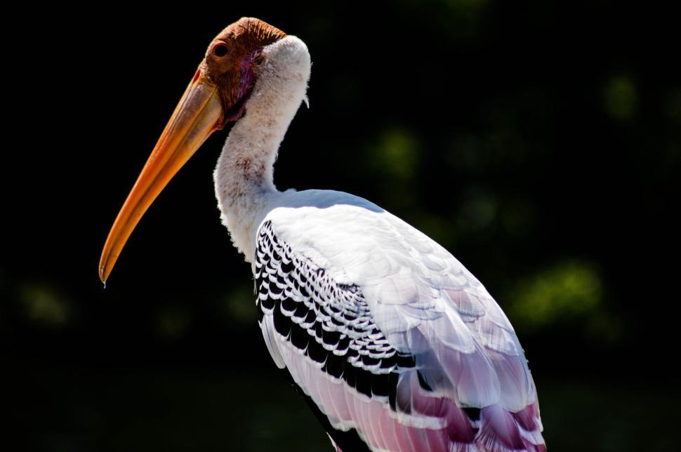 Free Stock Photo of Close-up of a stork with vibrant feathers and long ...