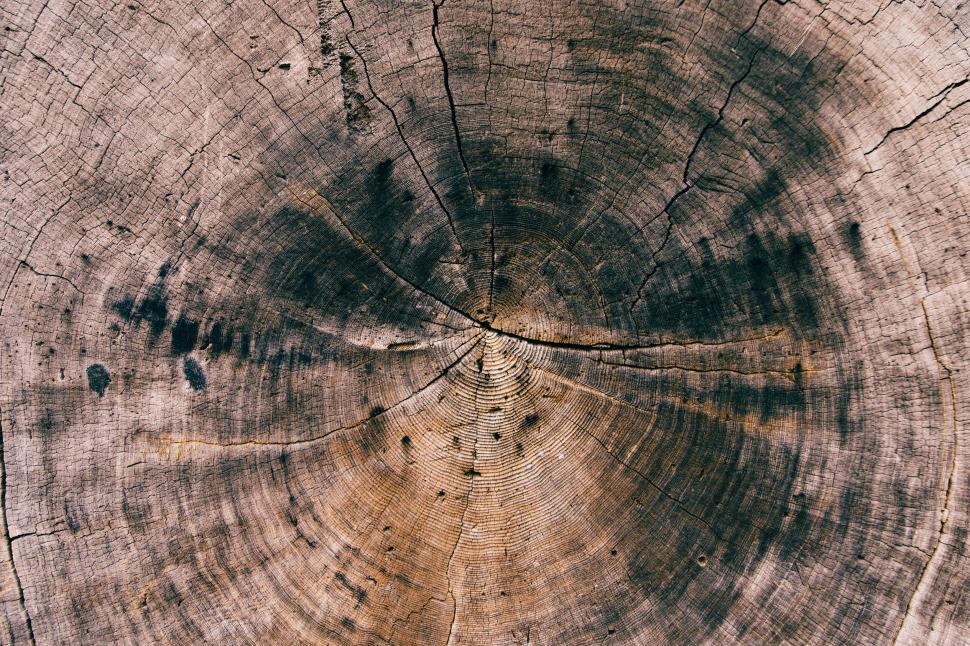 Free Stock Photo of Close-up view of tree rings showing growth patterns ...