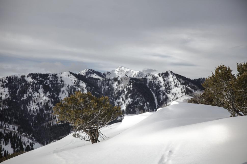 Free Stock Photo of Snow-covered mountains and trees under gray skies ...