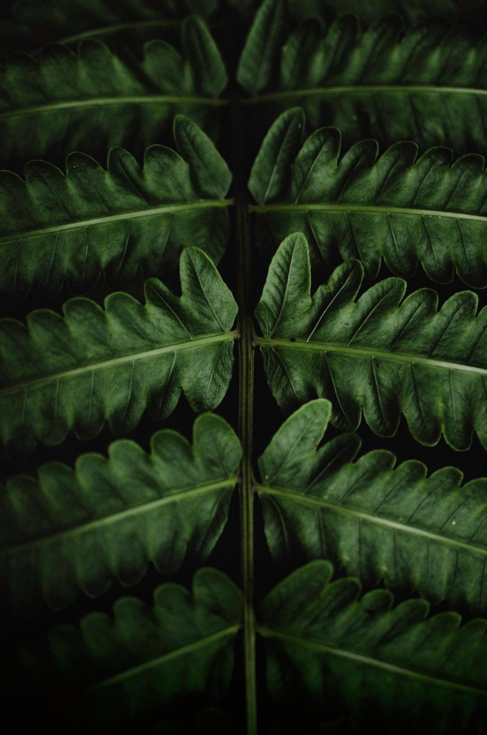 Free Stock Photo of Dark green fern leaf with soft lighting and texture ...