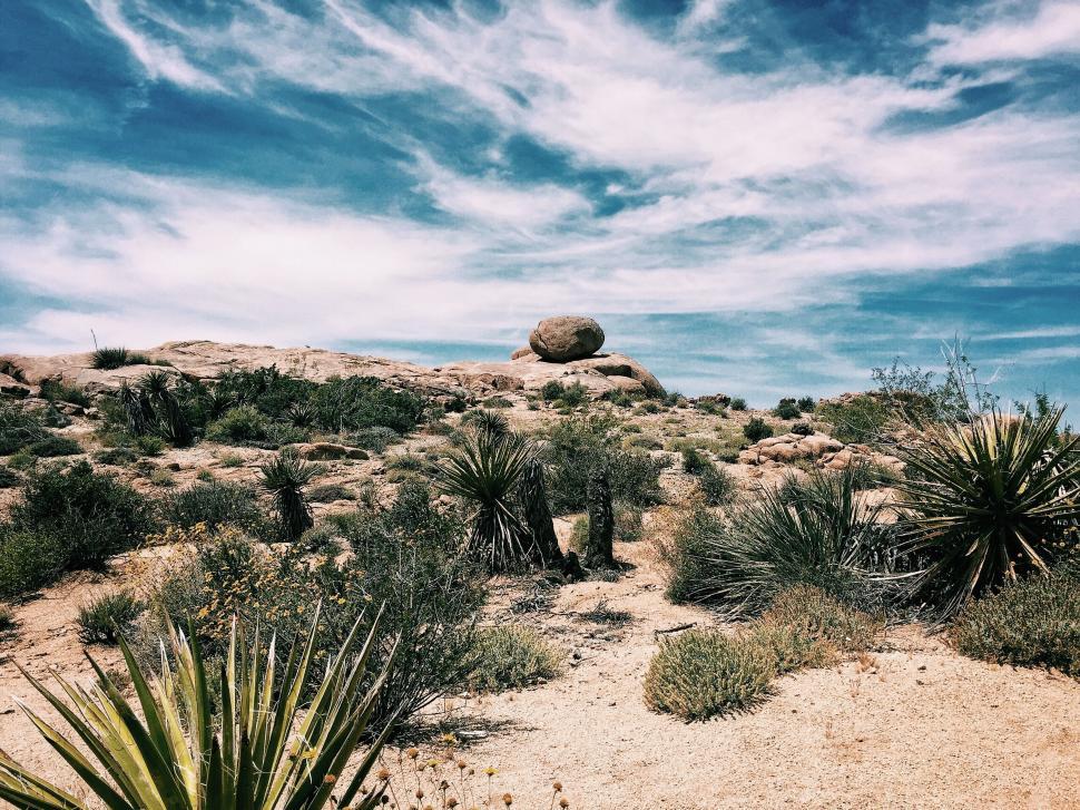 Free Stock Photo of Sunny desert landscape with large rock and thriving ...
