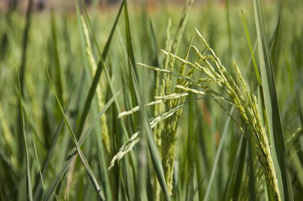Free Stock Photo of Close-up of green paddy rice plants in a lush field ...