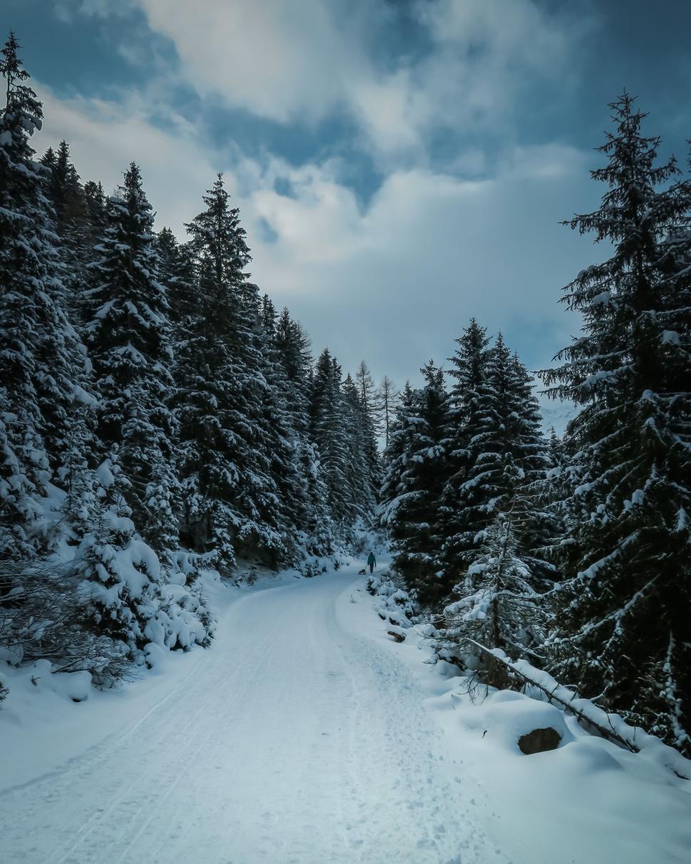 Free Stock Photo of Snowy path lined with tall pine trees under a ...