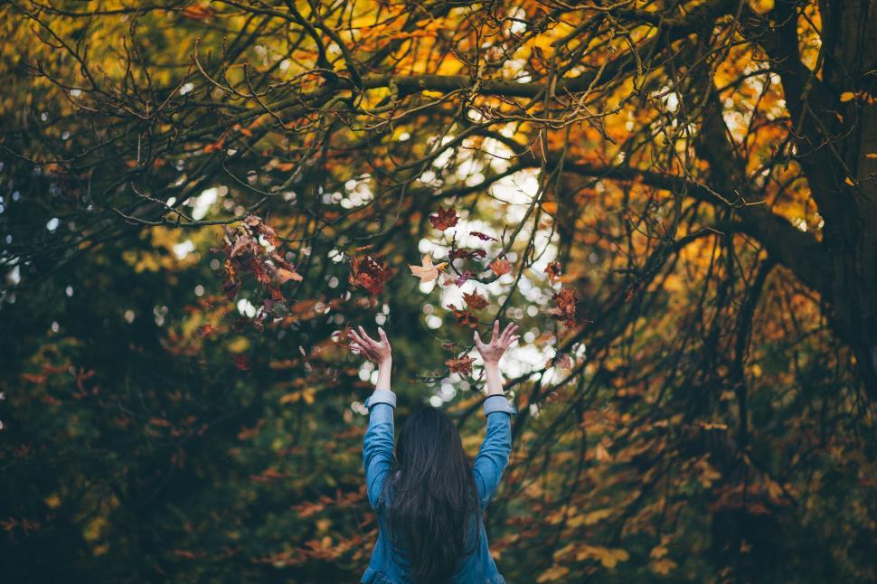 Free Stock Photo of Person throwing autumn leaves under colorful fall ...