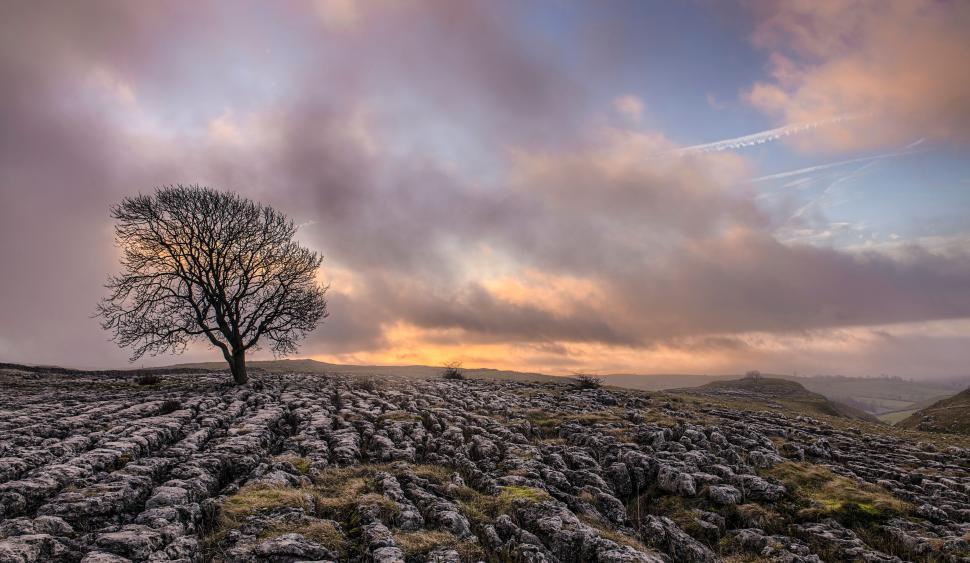 Free Stock Photo of Single tree on rocky landscape during beautiful ...