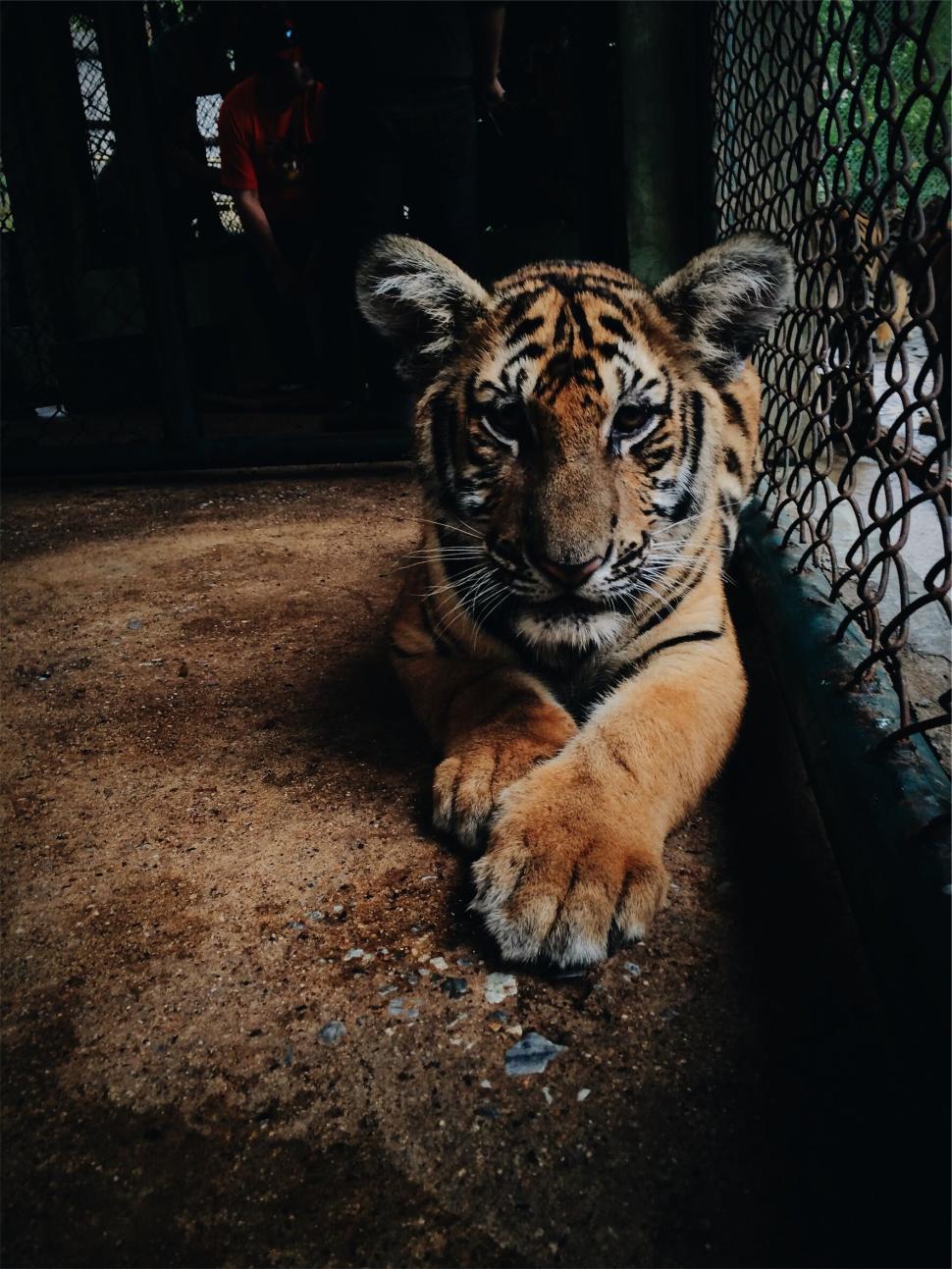 Free Stock Photo of Tiger cub relaxing on ground inside fenced ...