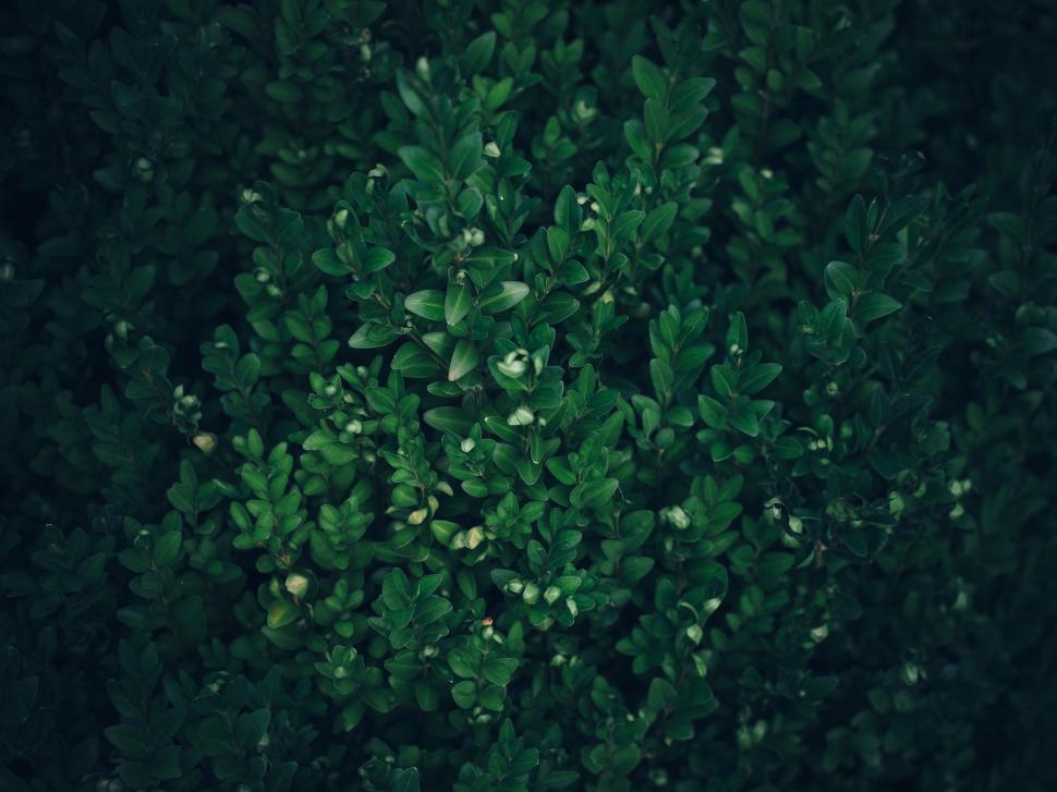 Free Stock Photo of Dense green leafy forest bushes close-up view | Download Free Images and ...