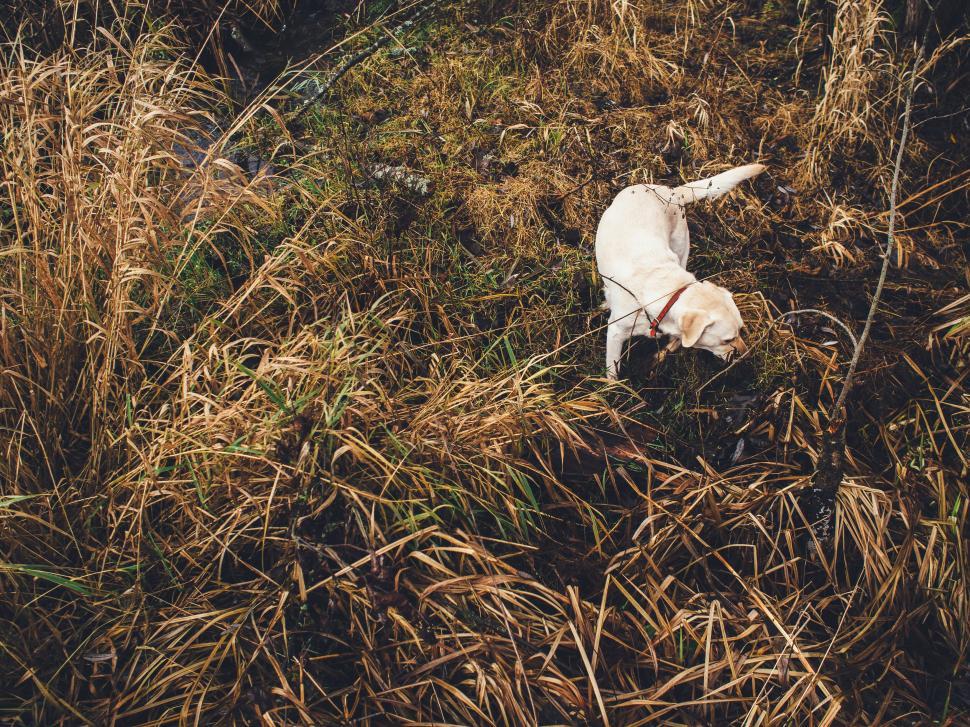 Free Stock Photo of Dog sniffing around in dry grassy field outdoors ...