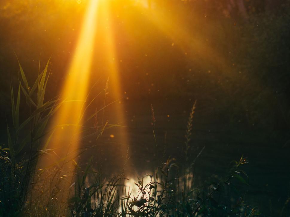 Free Stock Photo of Sunlight shines through foliage over a calming ...