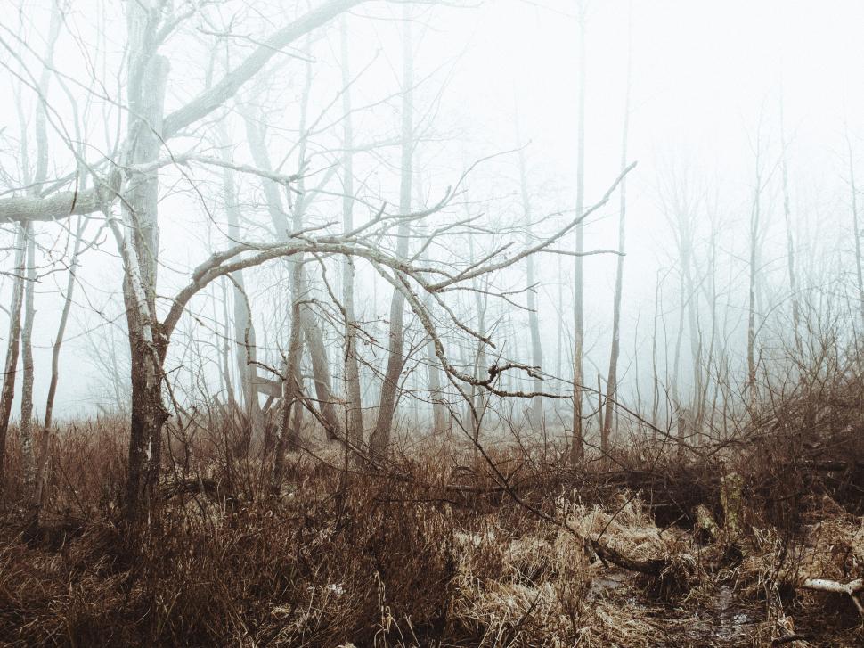 Free Stock Photo of Misty forest showing barren trees with foggy ...