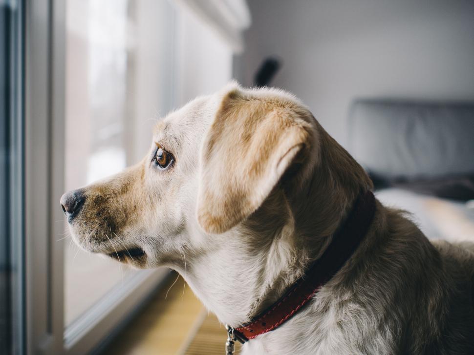 Free Stock Photo of Golden retriever dog gazing out the window ...