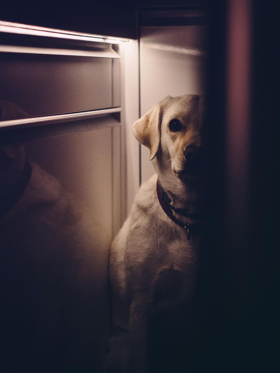Free Stock Photo of Dog partially hidden in dark corner of a room ...
