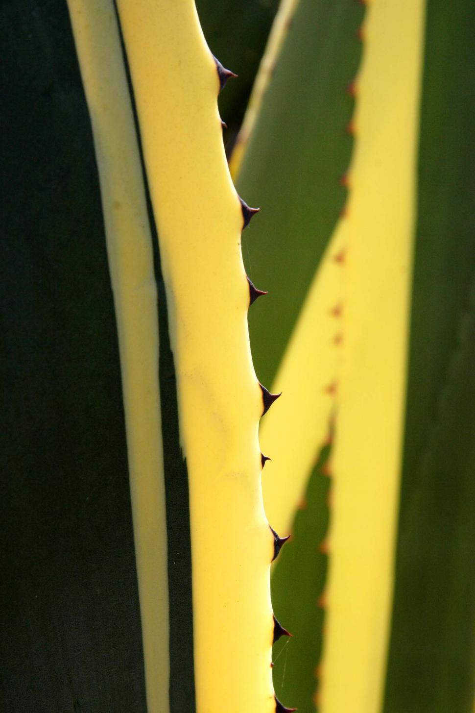 Free Stock Photo of Spines of an agave | Download Free Images and Free ...