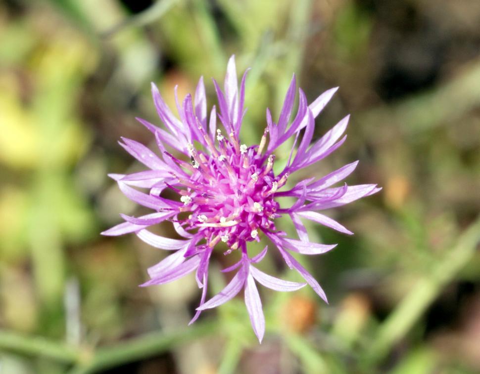 Free Stock Photo of Flower | Download Free Images and Free Illustrations