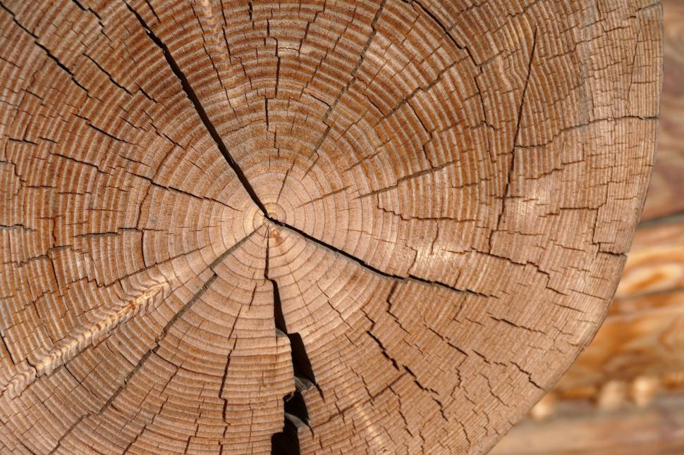Free Stock Photo of Close-up of tree rings showing natural growth ...