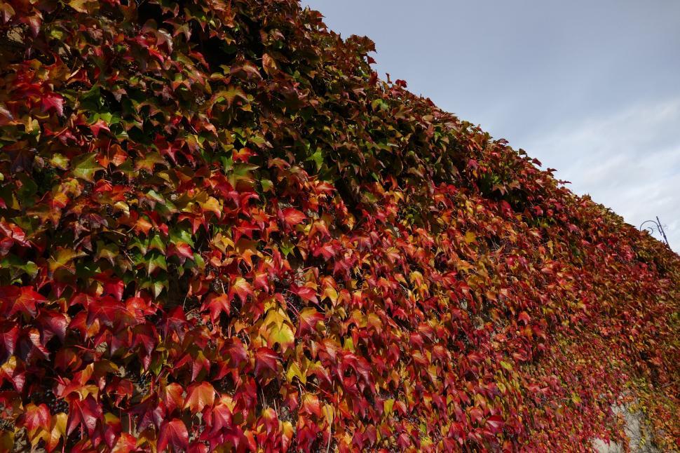 Free Stock Photo of Vibrant wall of ivy leaves in warm autumn colors ...