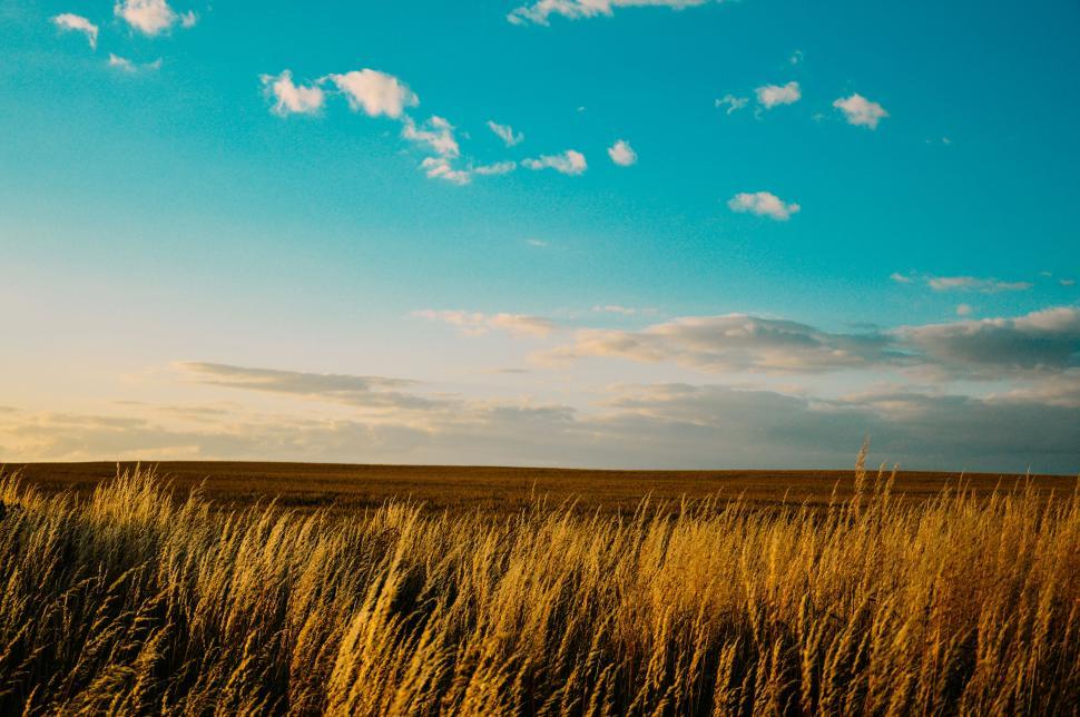 Free Stock Photo of Vast golden field under partly cloudy blue sky ...