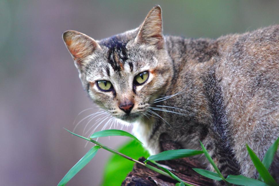 Free Stock Photo of Close-up of cat with green eyes and attentive ...