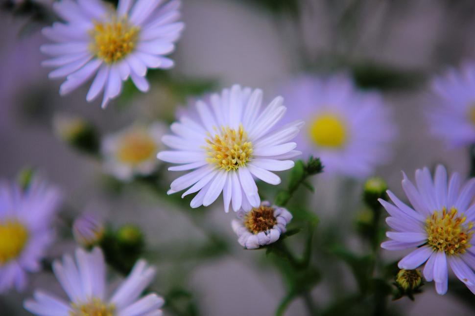 Free Stock Photo of Close up of delicate daisies in full bloom with ...