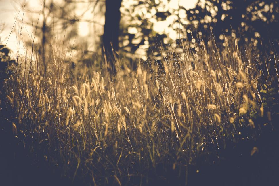 Free Stock Photo of Golden grasses sway gently in evening sunlight glow ...