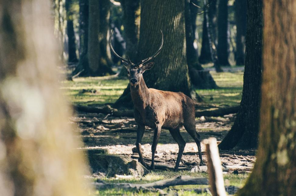 Free Stock Photo of Deer standing in forest clearing surrounded by tall ...