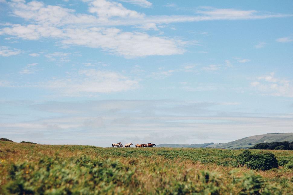 Free Stock Photo of Horses grazing in a vast open field under blue sky ...