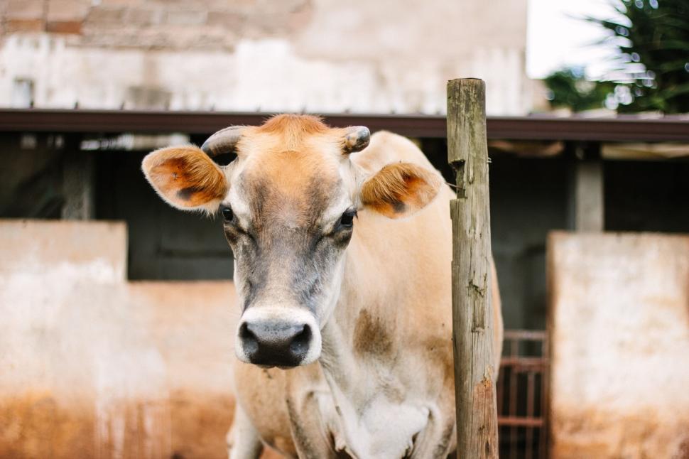 Free Stock Photo of Close-up portrait of a brown cow with a calm ...